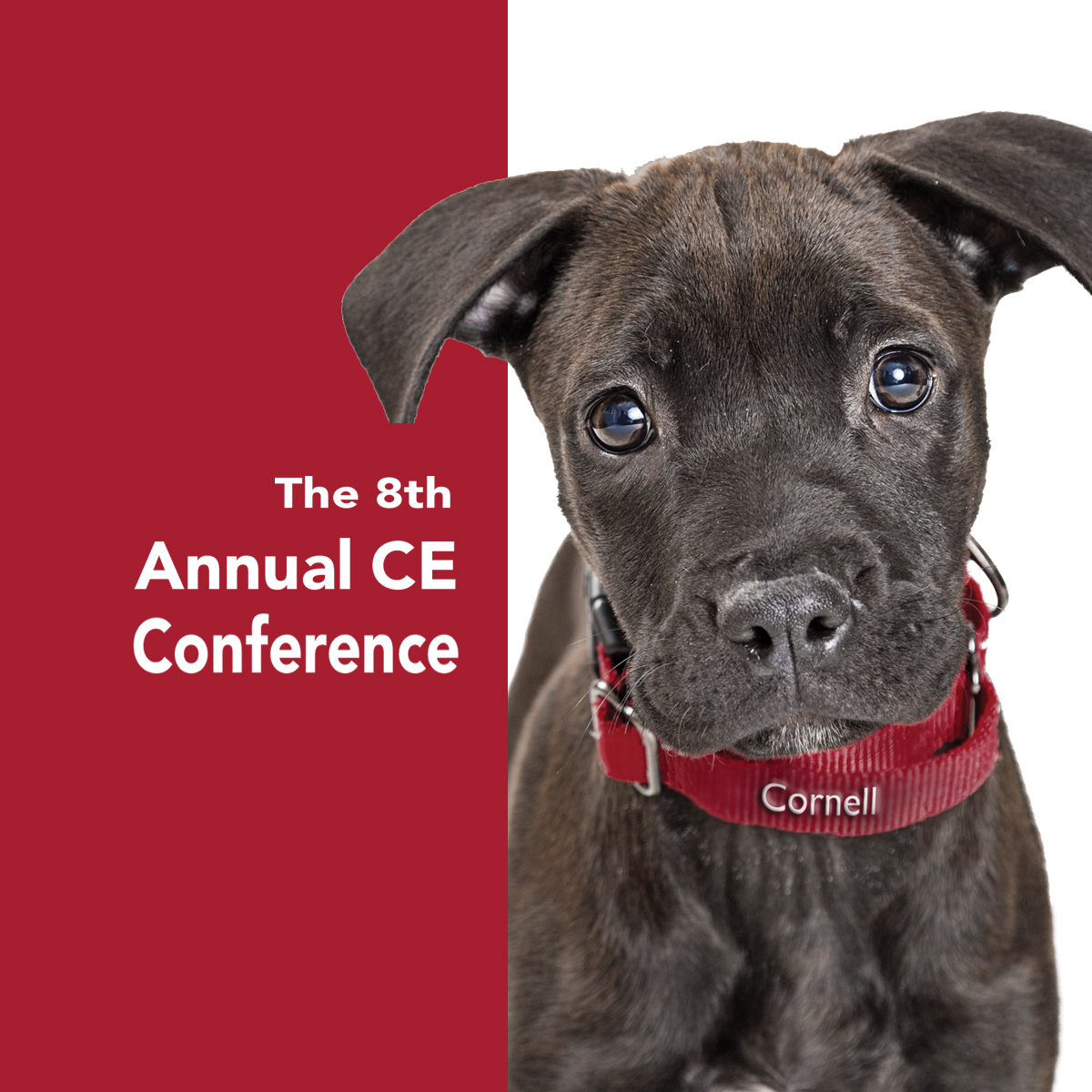 Welcome | Cornell University Veterinary Specialists | Stamford, CT